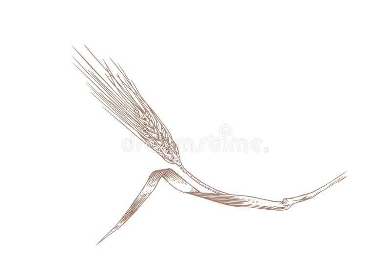 Drawing of Spikelet. Vector Illustration Stock Vector - Illustration of ...