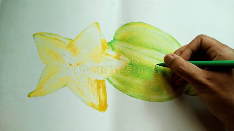Draw star fruit on paper stock photo. Image of branch - 217435260