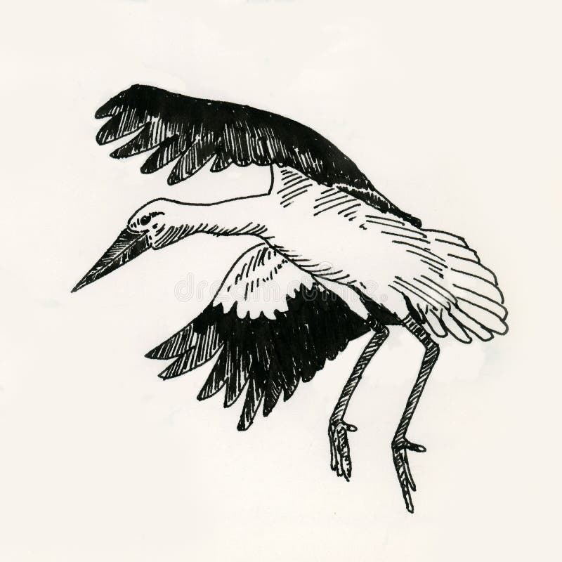 Drawing of a Stork with Open Wings Stock Illustration - Illustration of ...