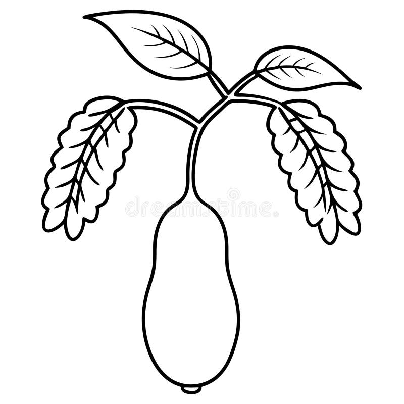 A Drawing of a Tamarind Plant with a Leafy Stem and a Small Fruit Stock ...