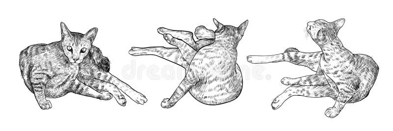 Drawing three cat stock vector. Illustration of domestic - 101366792