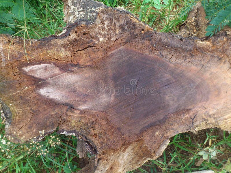 Drawing tree cutting stock photo. Image of face, cutting - 75549892