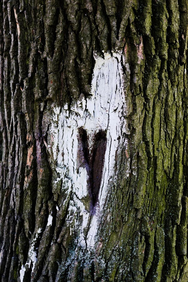 A Drawing on a Tree Trunk in the Form of a Heart, Which Encircles a ...