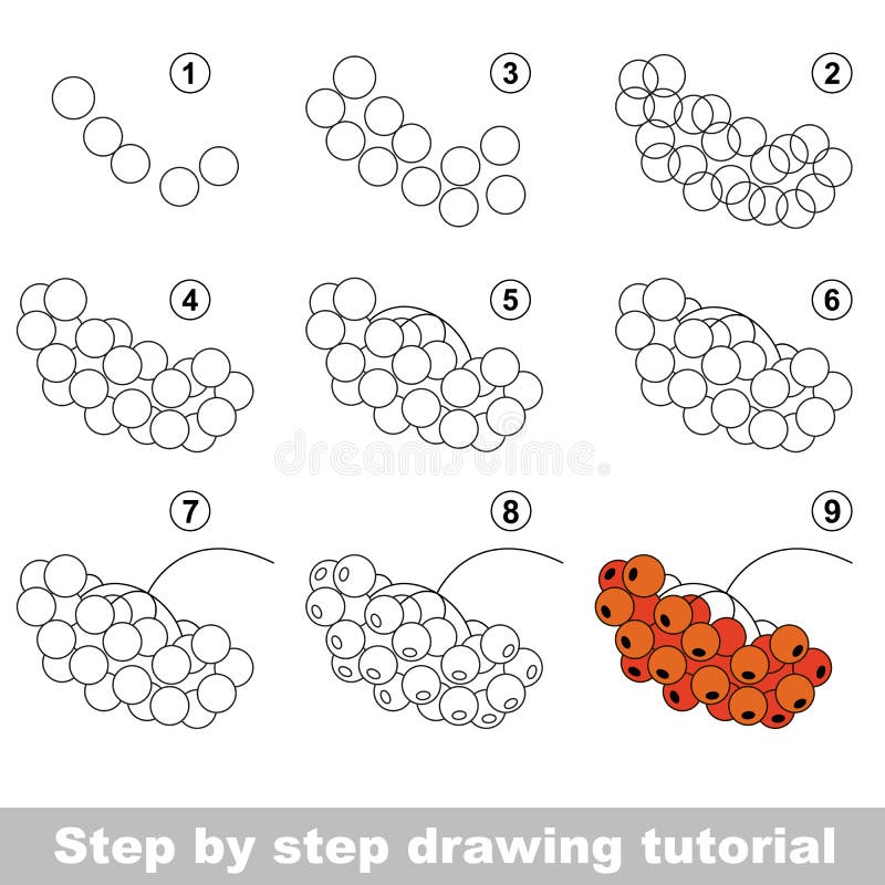 Drawing tutorial. rowan. stock vector. Illustration of sweet - 79673880