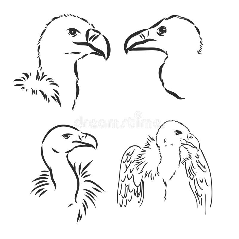 Vulture Line Drawing Stock Illustrations – 450 Vulture Line Drawing ...