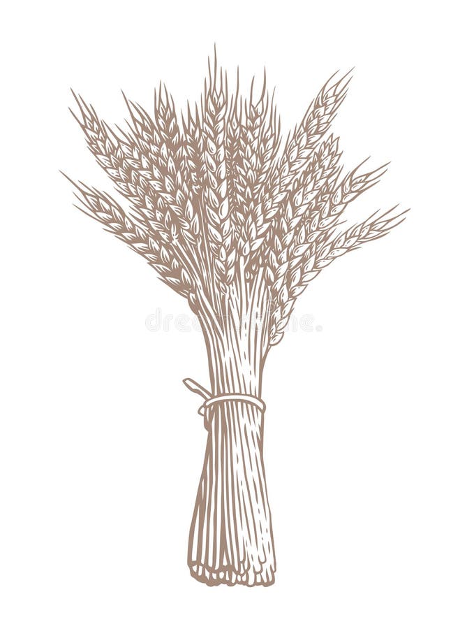 Drawing of wheat sheaf stock vector. Illustration of drawing - 305747825