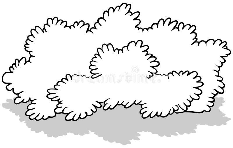Drawing of a Wide Bush stock vector. Illustration of flora - 275502639