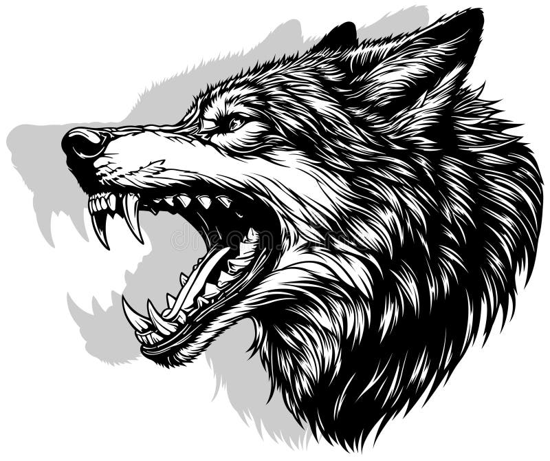 Drawing of a Wolfs Head with Its Teeth Bared Stock Vector ...