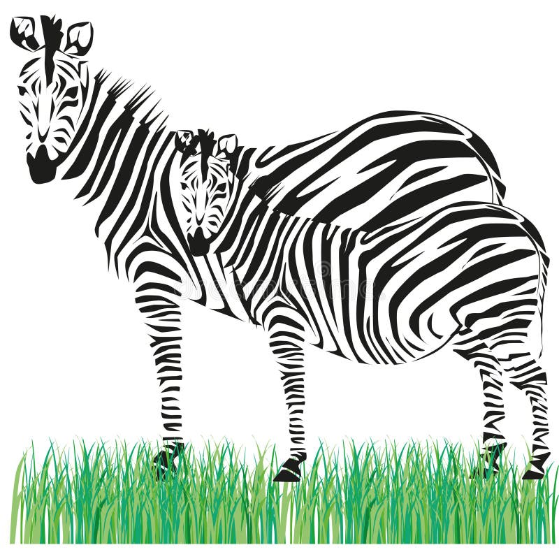 Drawing of a zebra stock illustration. Illustration of africa - 19804403