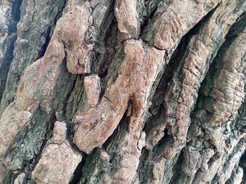 Drawings on the Bark of a Tree. Stock Image - Image of nature, bark ...