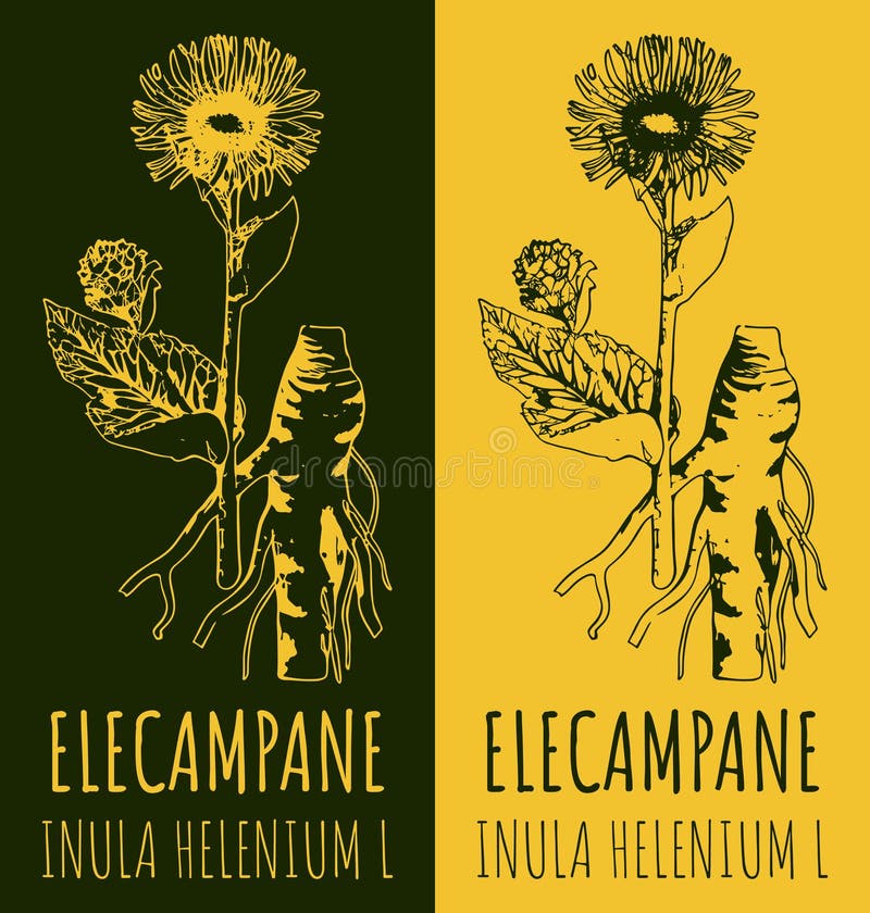 Drawings Elecampane Stock Illustrations – 11 Drawings Elecampane Stock ...