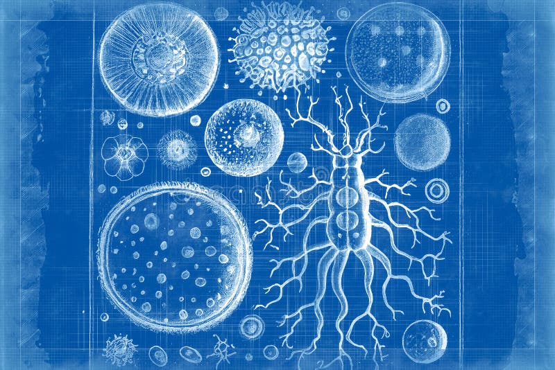 Drawings of Microbes in Antique Book, Illustration Stock Illustration ...