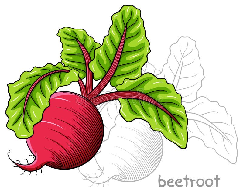 Drawn beetroot stock vector. Illustration of beetroot - 72932537