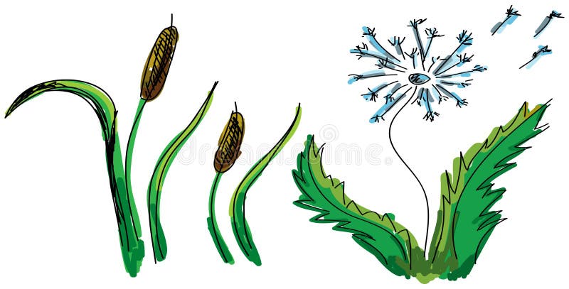 Flower Reed Stock Illustrations – 2,484 Flower Reed Stock Illustrations ...