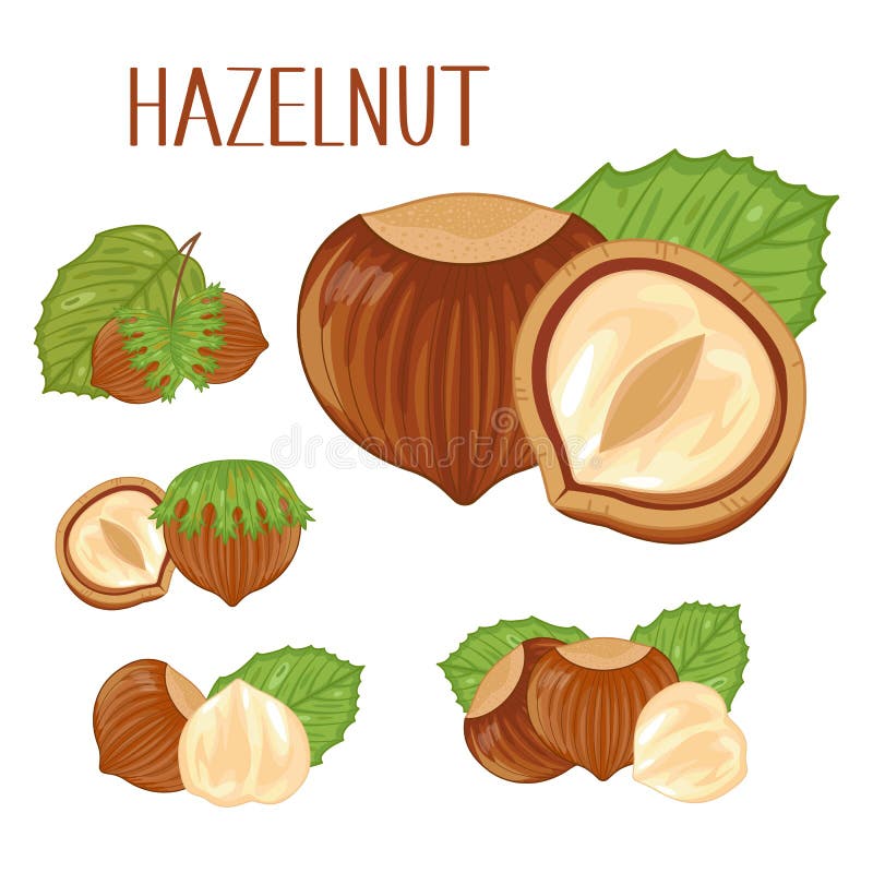 Hazelnuts, Nuts - Food Vector Icons Set Stock Illustration ...