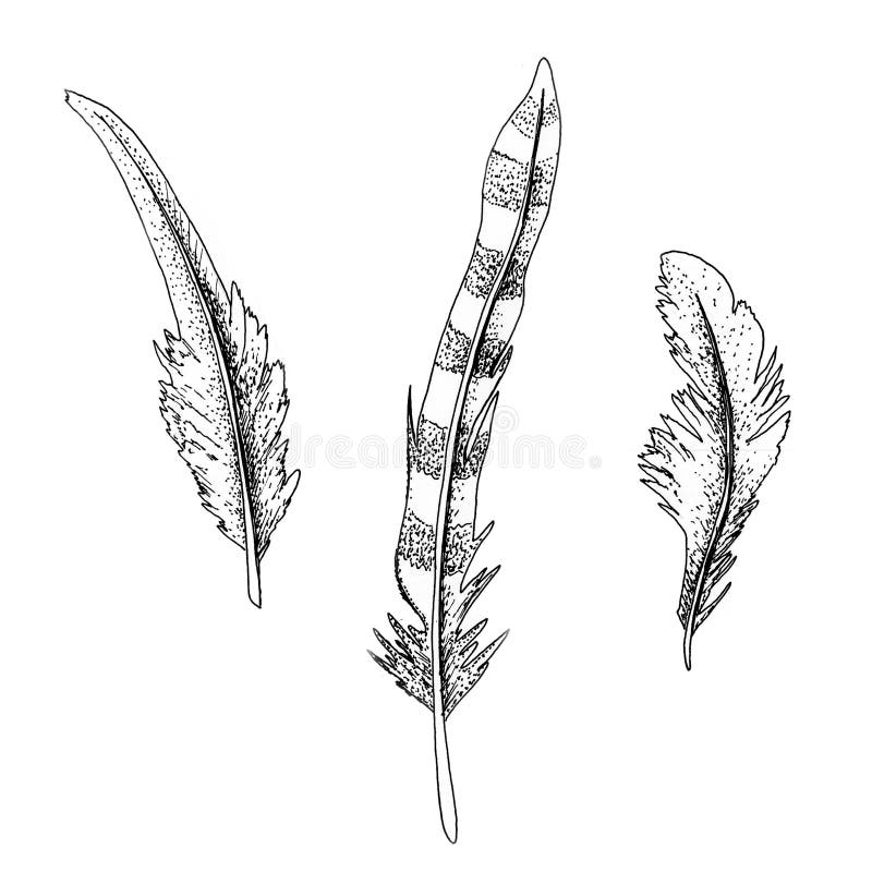 Feathers Black Color Set Hand Drawn Vector. Stock Vector - Illustration ...