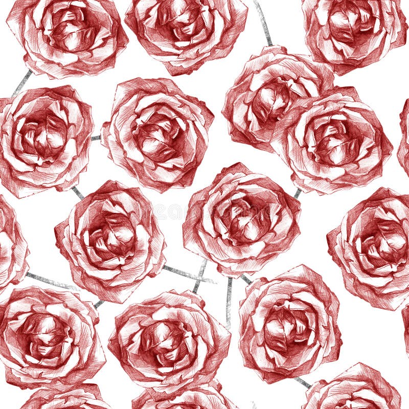 Drawn Red Roses on White Beautiful Seamless Pattern Stock Illustration ...