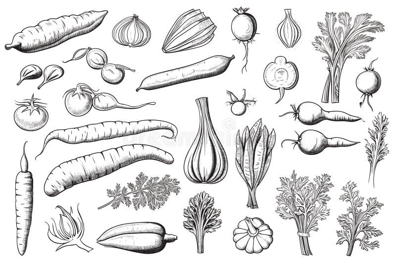 Drawn Set of Vegetable Elements, Carrot, Salad, Tomato, Onion, Lettuce ...