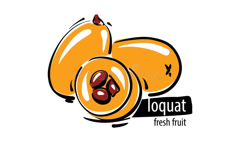 Loquat Sketch Stock Illustrations – 67 Loquat Sketch Stock ...