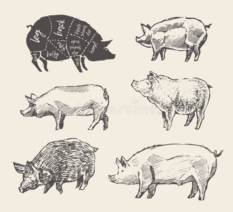 Pig Cuts. Pigs Cut of Meat Set. Scheme of Pork. Animal Silhouette Farm ...