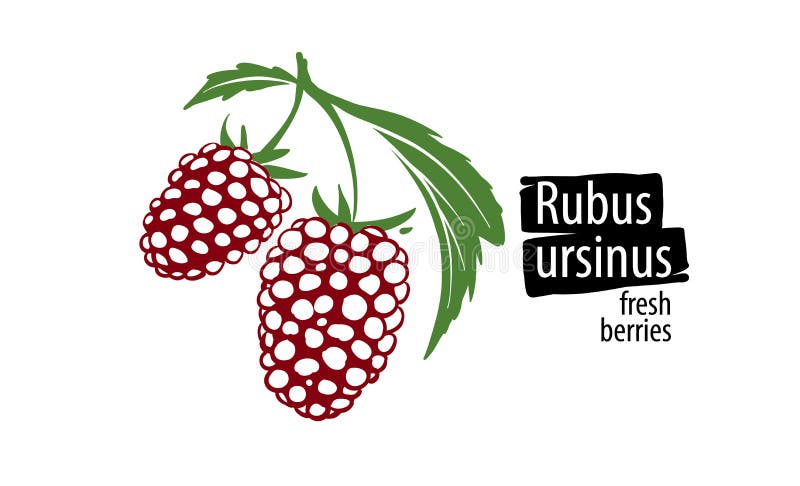 Rubus Leaf Stock Illustrations – 354 Rubus Leaf Stock Illustrations ...