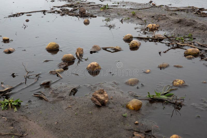 Drawned potato crop stock image. Image of change, crisis - 349016521