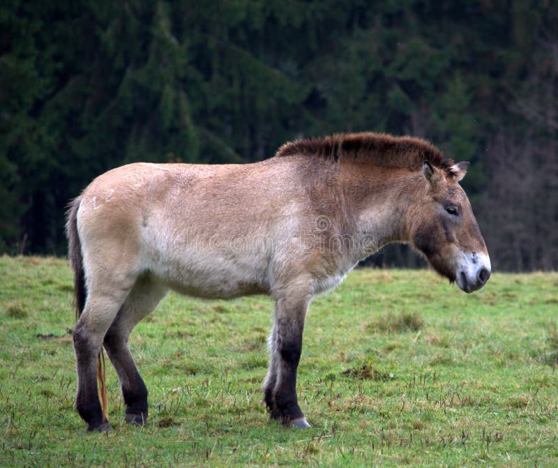 Dray-horse stock image. Image of draught, forest, horse - 41613673