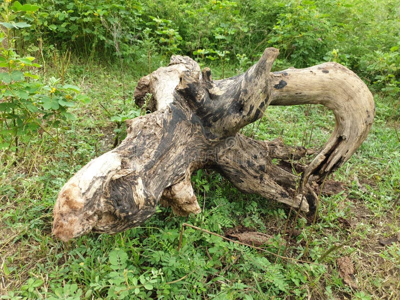 This is a dray wood stock image. Image of soil, maharashtra - 196682901