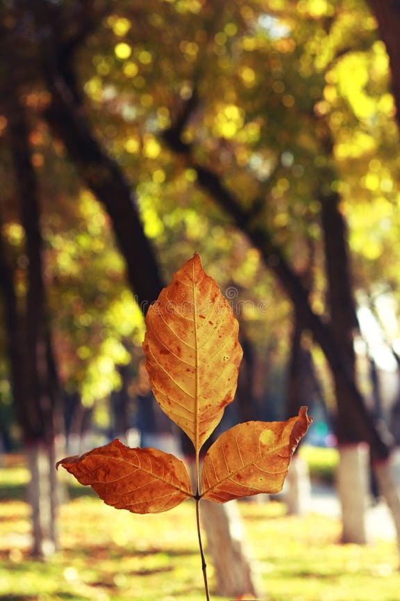 Dray yellow leaf stock image. Image of dray, specific - 162142839