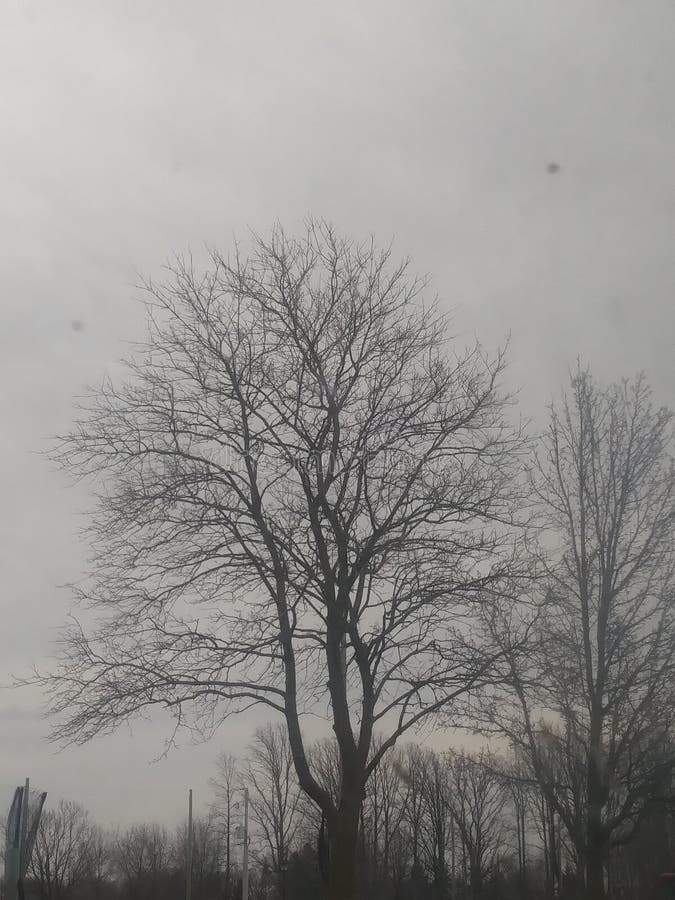 Dread Slender Tree Stock Photos - Free & Royalty-Free Stock Photos from ...