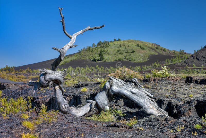 Dread Tree at Craters of the Moon Stock Image - Image of dead, brown ...