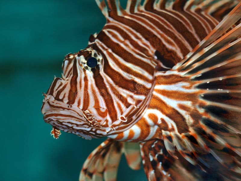 467 Ugly Tropical Fish Photos - Free & Royalty-Free Stock Photos from ...