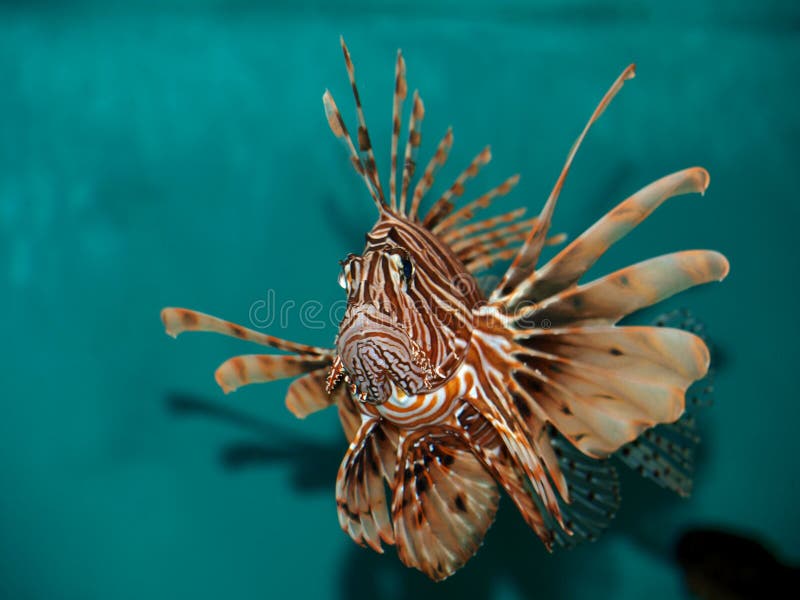 Fish stock photo. Image of clown, cheerful, bands, animal - 11702326