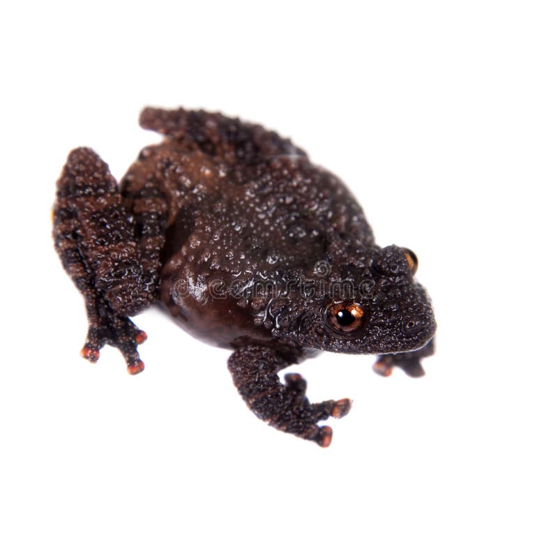 Dreadful Mossy Frog, Theloderma Horridum, on White Stock Photo - Image ...