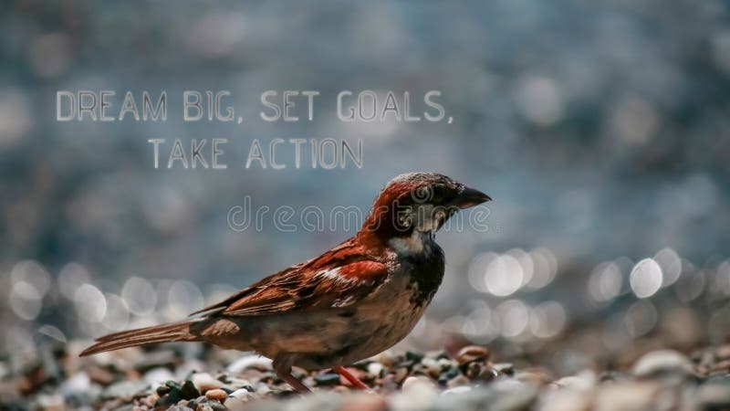 Dream BIG, Set GOALS, Take ACTION Phrase. Close-up Sparrow Animal Stock ...
