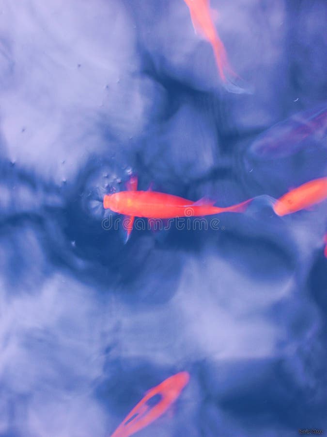 Dream Fish Picture. Image: 1507195