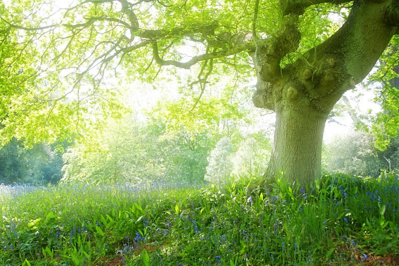 Dream forest stock photo. Image of white, dreamy, flowers - 5241204