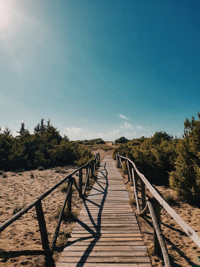 Dream into the forest stock image. Image of beach, forest - 170088933