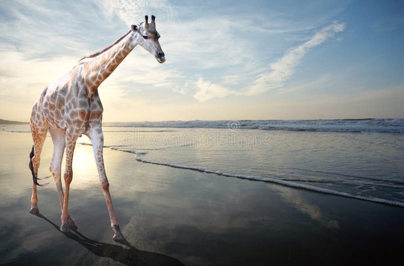 Dream of a Giraffe Walking on Sandy Beach Stock Photo - Image of ...
