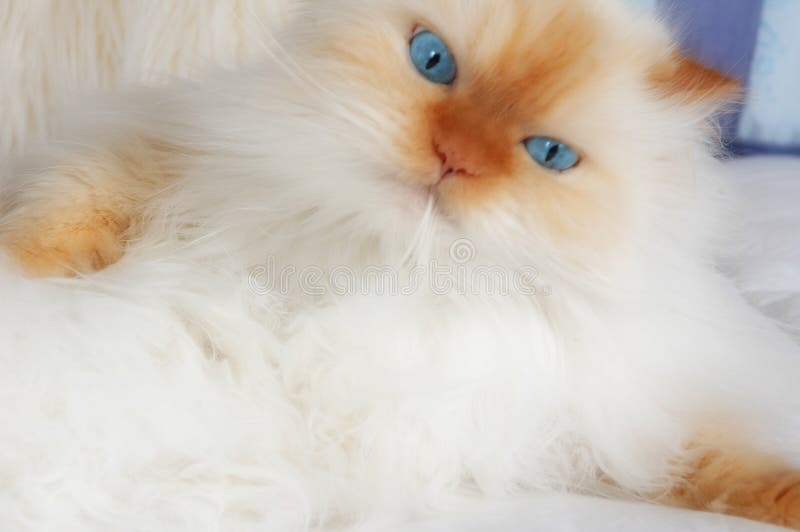 Dream Kitty stock image. Image of clean, care, soft, cleaning - 516139