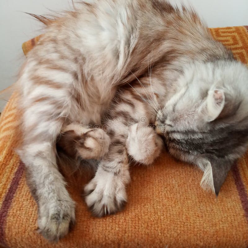 Dream of kitty stock image. Image of sleep, grey, kitty - 160673335