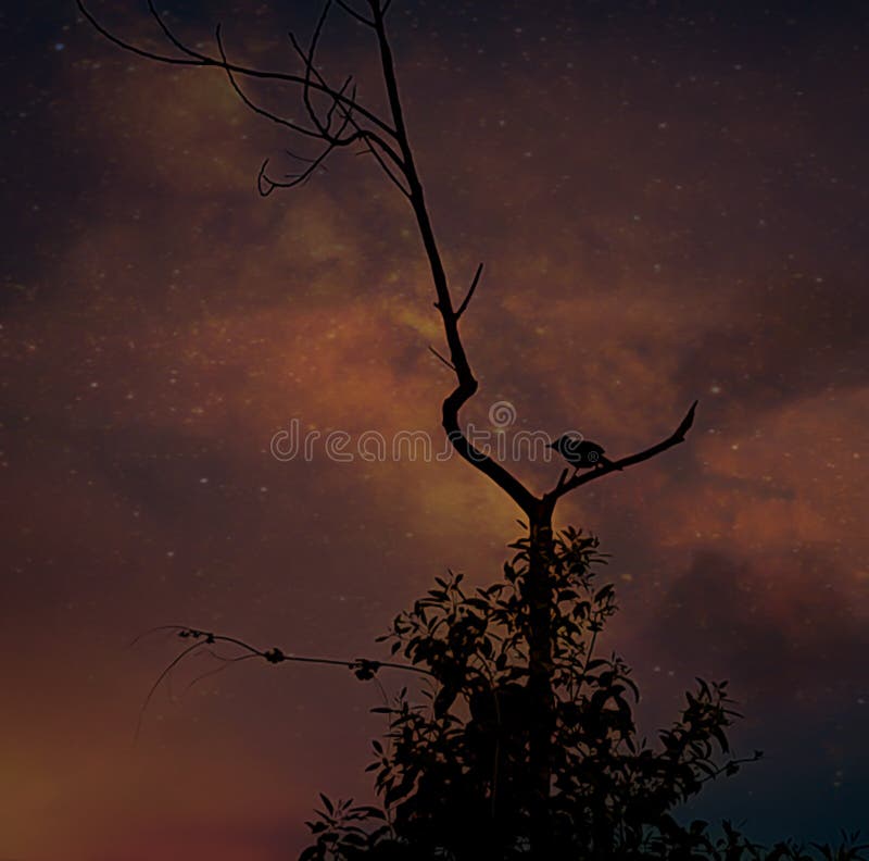 The Dream Nature Beauty and the Bird Stock Image - Image of poster ...