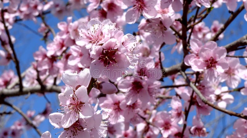 A Dream of Spring, the Cherry Blossoms in All Their Splendor Stock ...