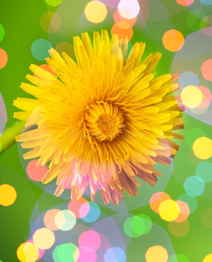 Dream spring dandelion stock image. Image of macro, beauty - 24502867