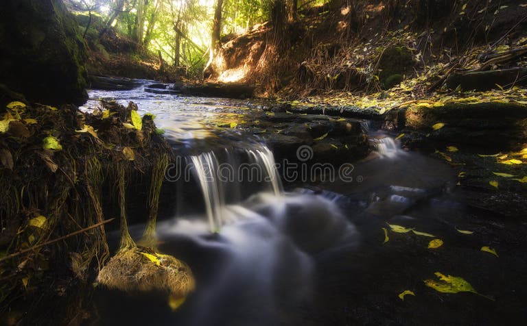 Dream stream stock photo. Image of green, relax, brook - 10064070