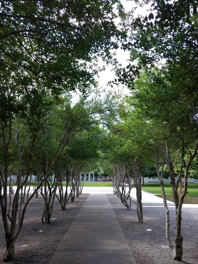 Dream Trees stock image. Image of nature, walkway, dream - 126356027