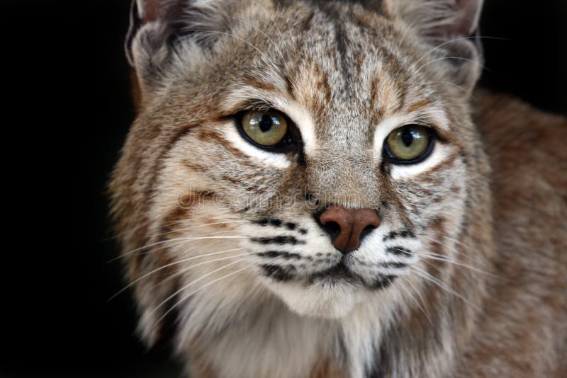 Close Up of a Bobcat Snarling Stock Image - Image of wildlife, close ...