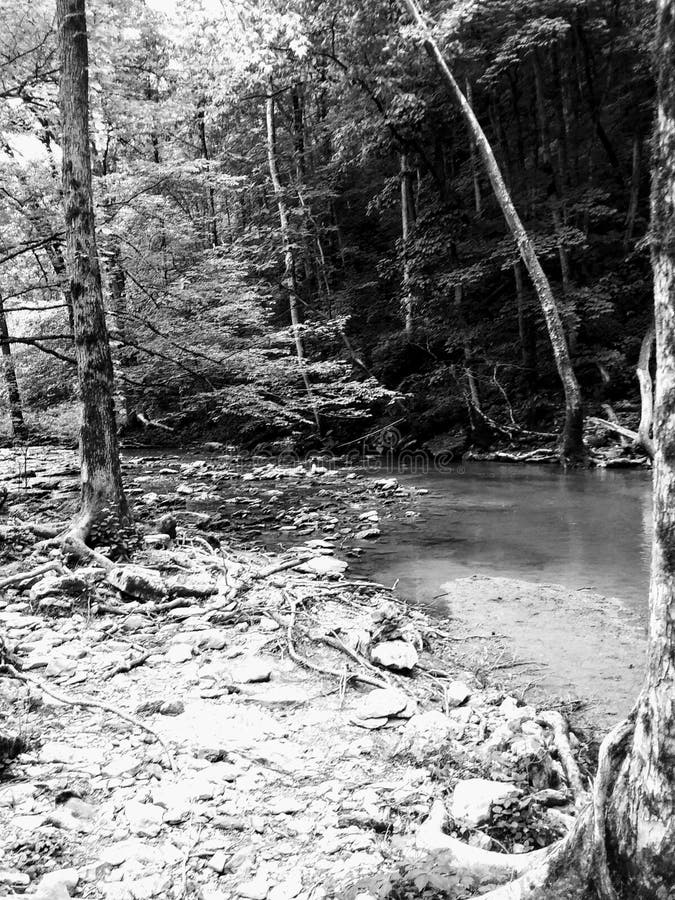 Dreaming and Contemplating editorial stock photo. Image of nature ...