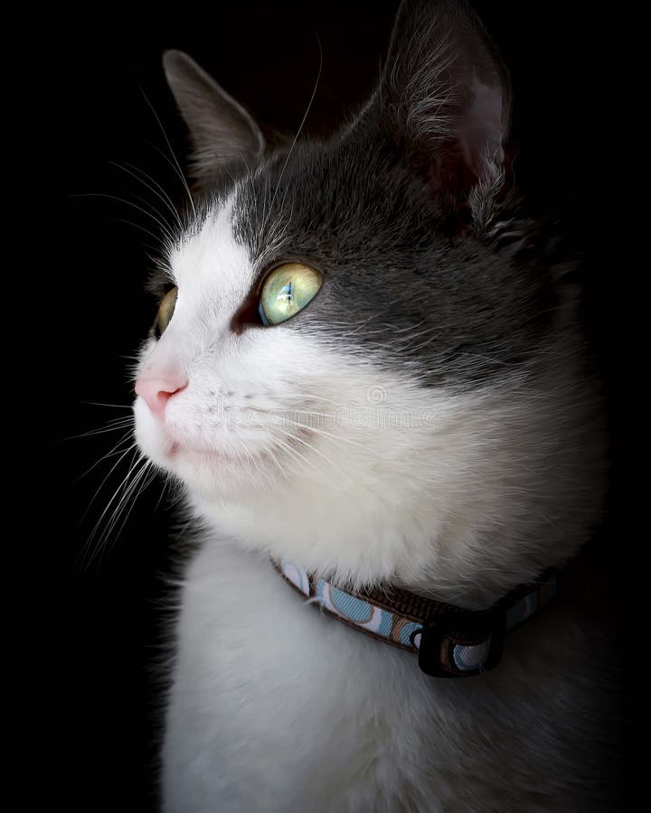 Dreaming Kitty stock photo. Image of sweet, playful, green - 12960714