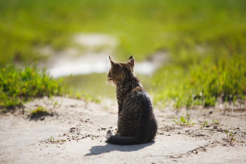 Dreaming lonely cat stock photo. Image of season, nature - 98019720